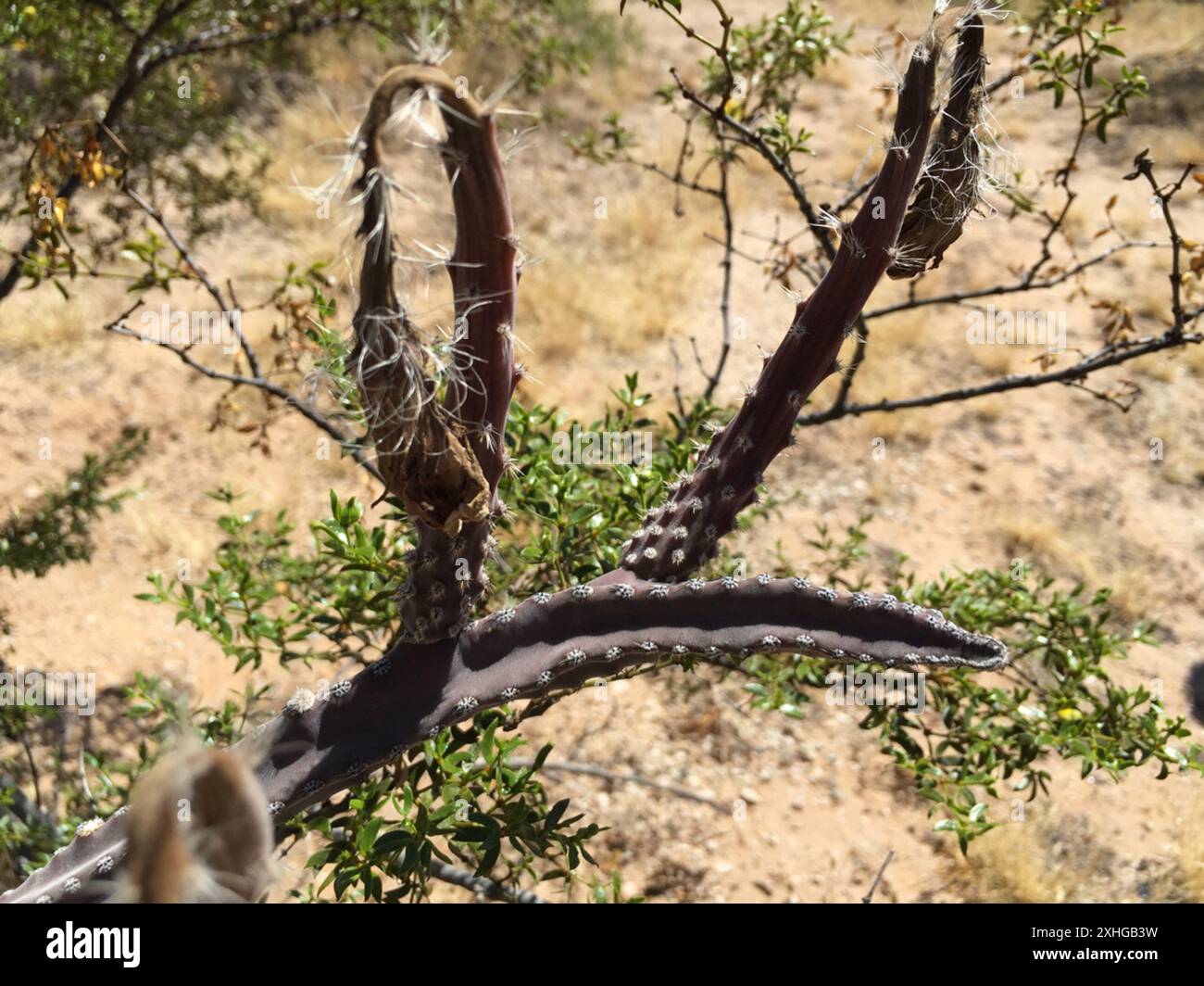Peniocereus greggii arizona hi-res stock photography and images - Alamy