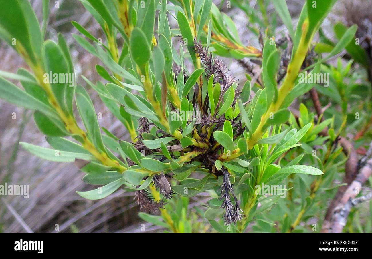 Broadleaf Featherbush (Aulax umbellata Stock Photo - Alamy