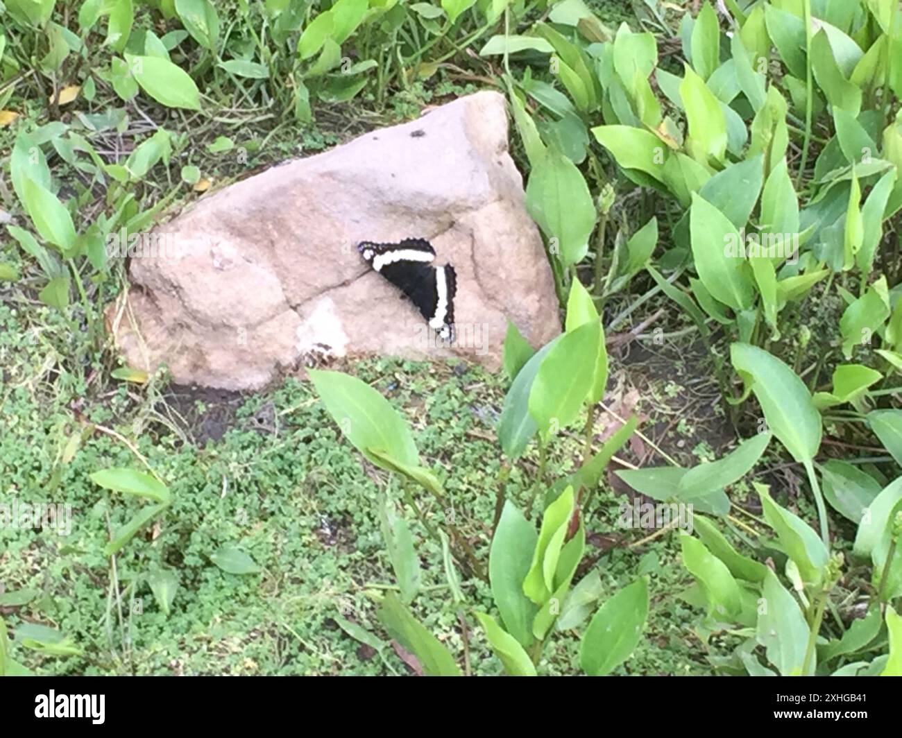 Weidemeyer's Admiral (Limenitis weidemeyerii Stock Photo - Alamy