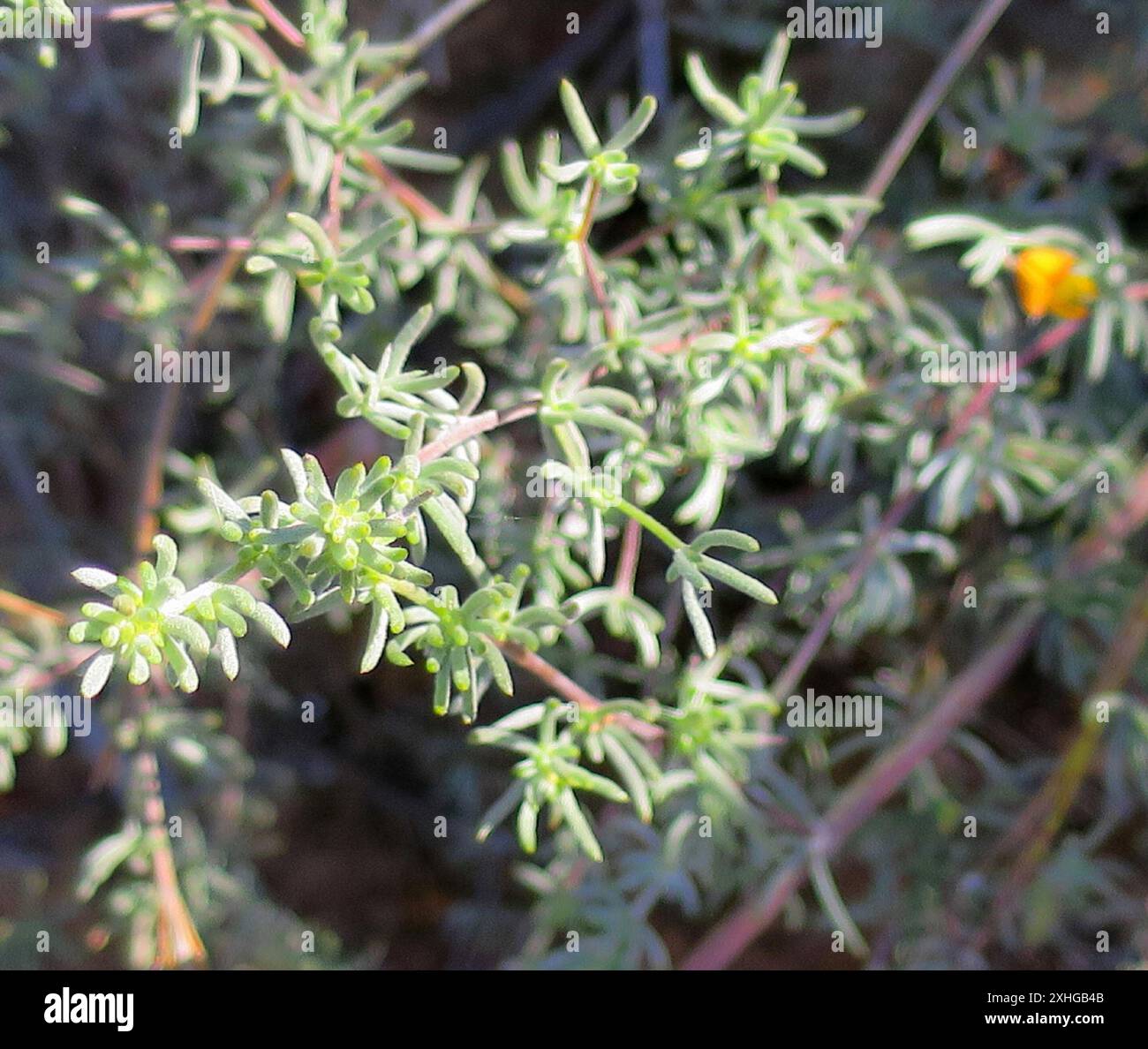 Fingerleaf hi-res stock photography and images - Alamy