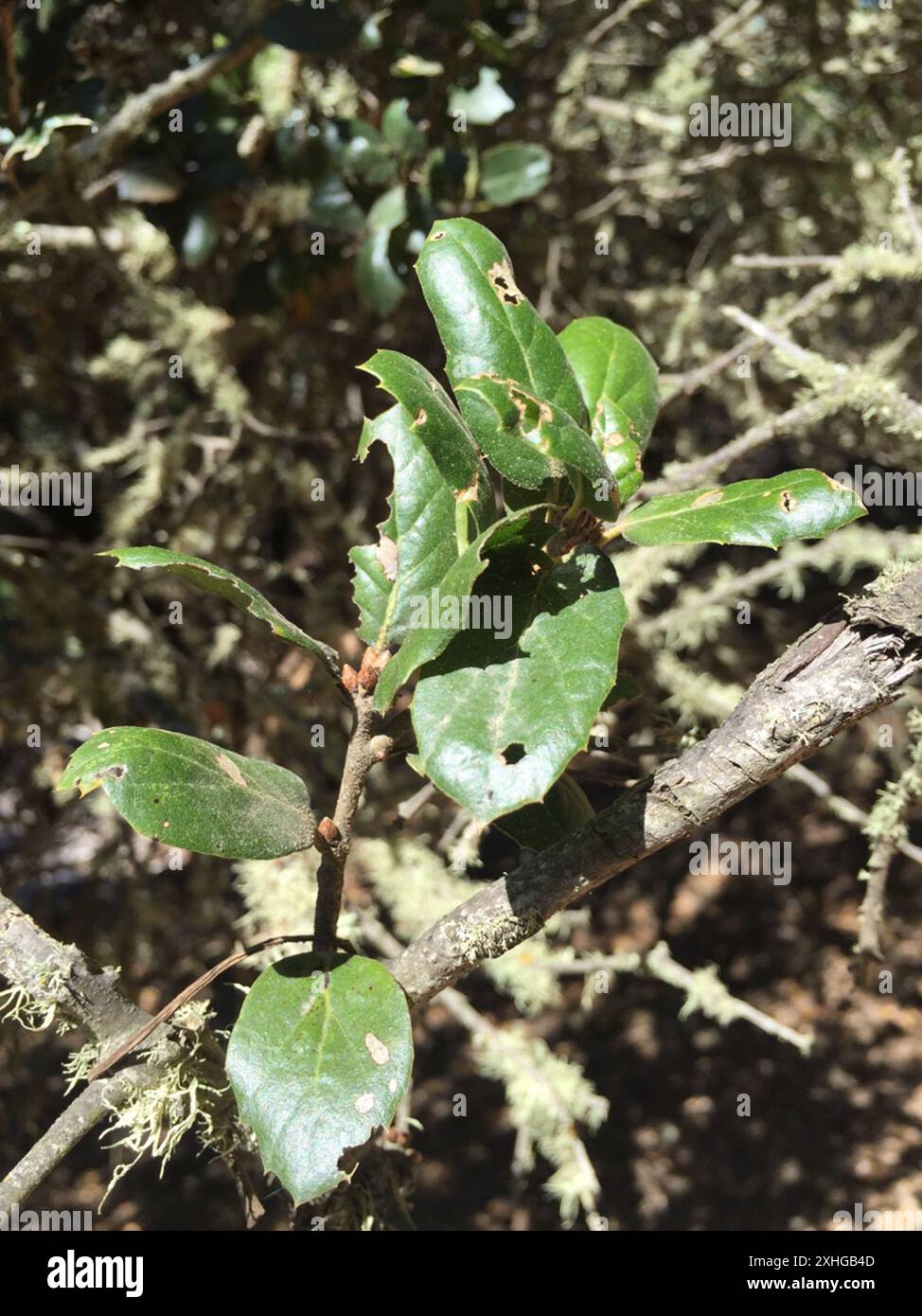 coast live oak (Quercus agrifolia Stock Photo - Alamy