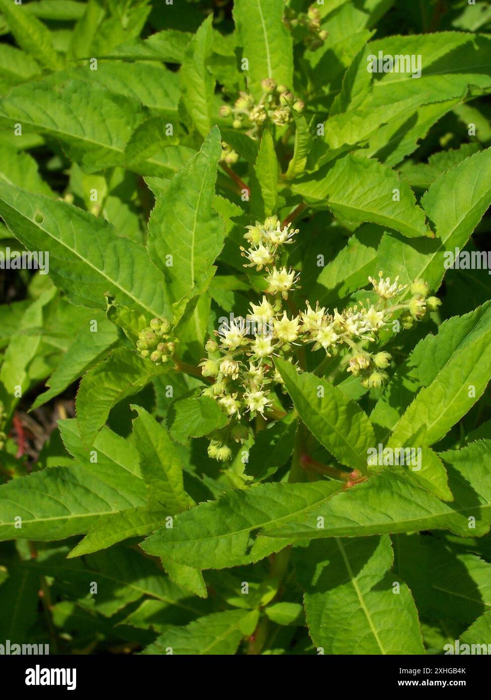 Penthorum sedoides hi-res stock photography and images - Alamy