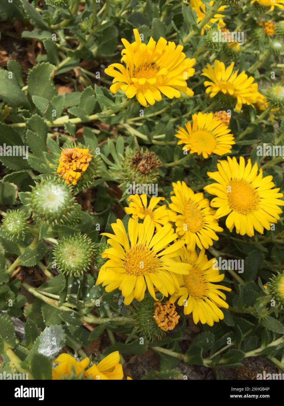 Coastal Gum Plant (Grindelia stricta platyphylla Stock Photo - Alamy