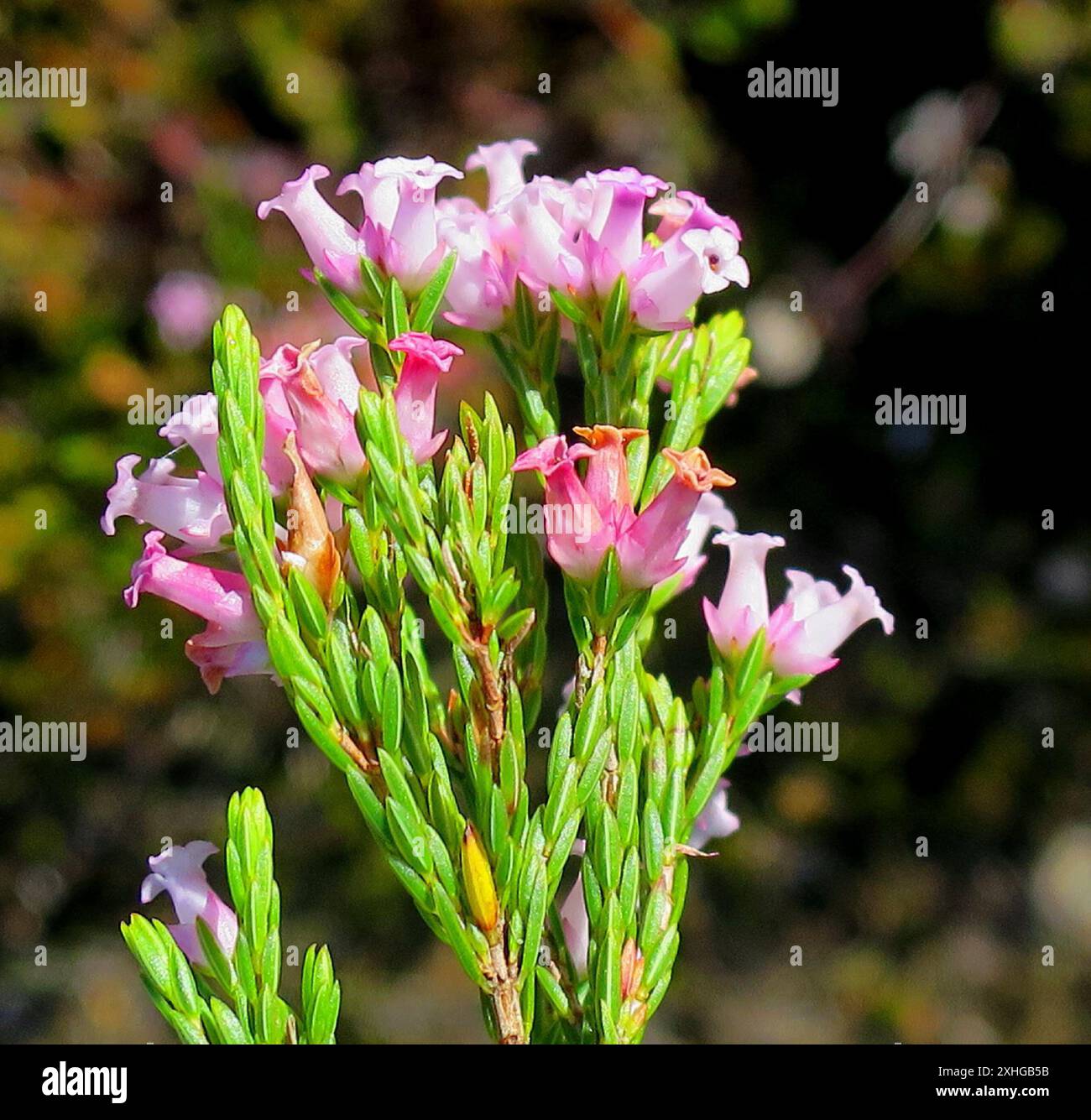 (Erica steinbergiana steinbergiana Stock Photo - Alamy