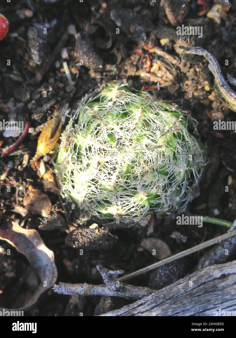 Spiderweb Haworthia (Haworthia arachnoidea Stock Photo - Alamy