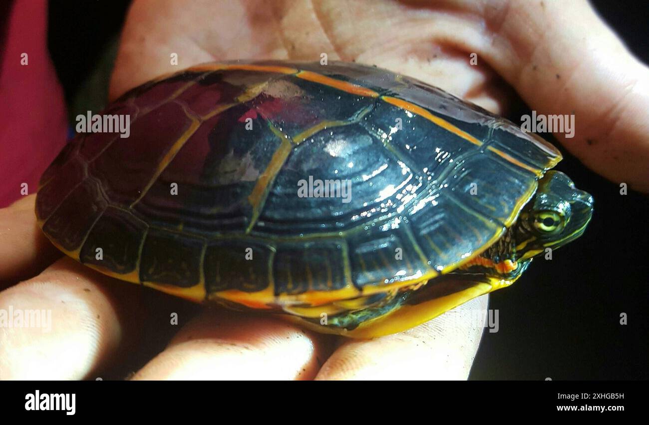 Southern Painted Turtle (Chrysemys dorsalis Stock Photo - Alamy