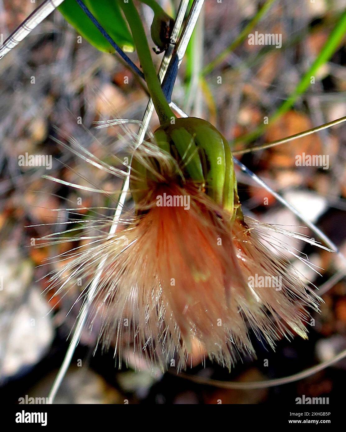 Leafy Babooncabbage (Othonna gymnodiscus Stock Photo - Alamy