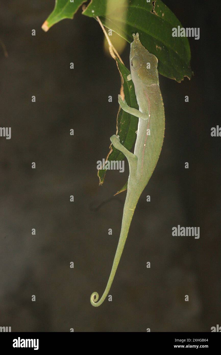 Calumma furcifer hi-res stock photography and images - Alamy