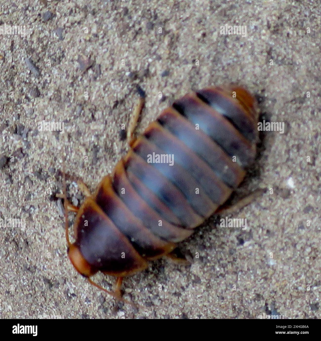 Cape Mountain Cockroach (Aptera fusca Stock Photo - Alamy