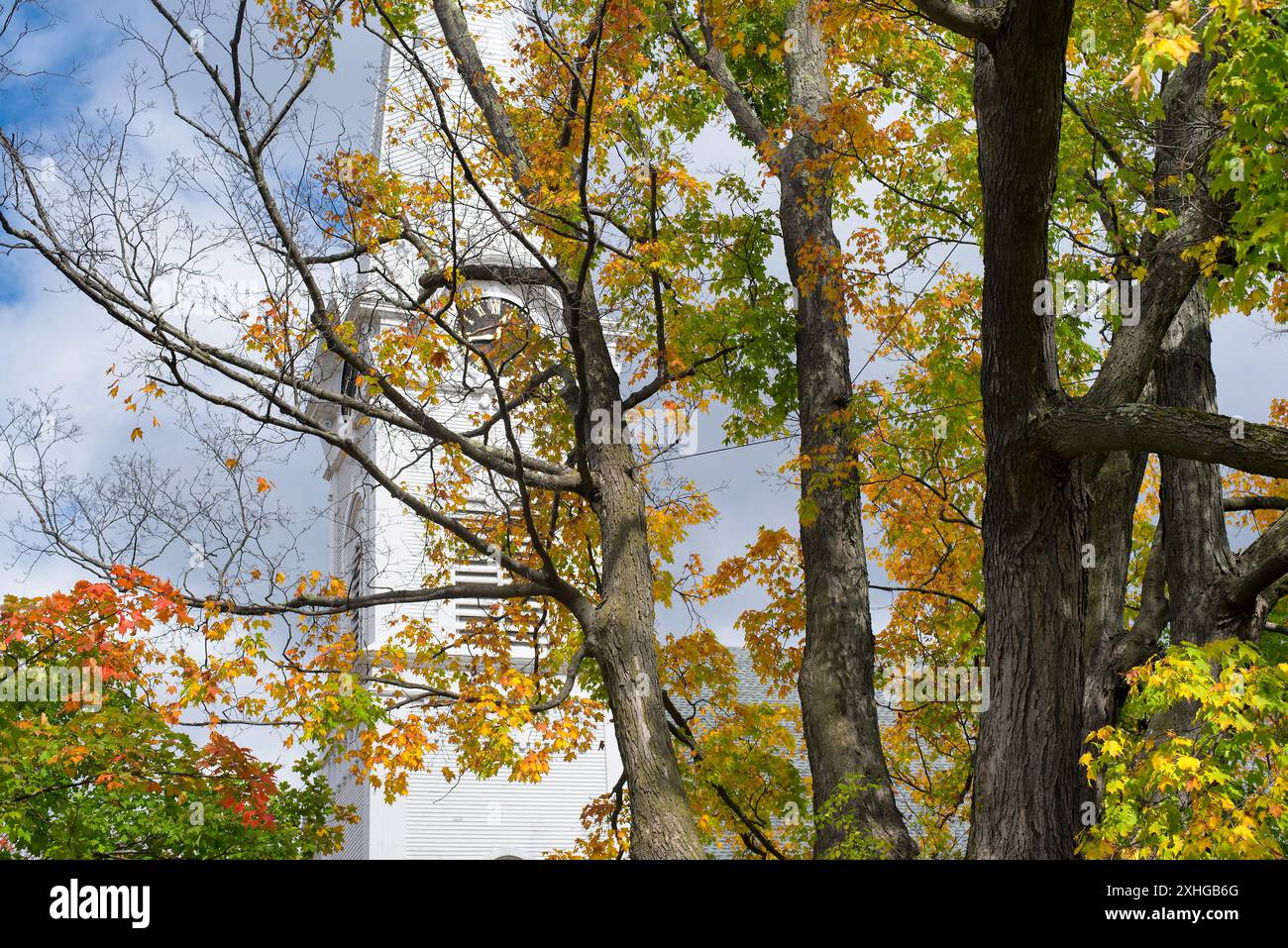 A clock tower seen through the colorful leavs of a maple tree in the ...