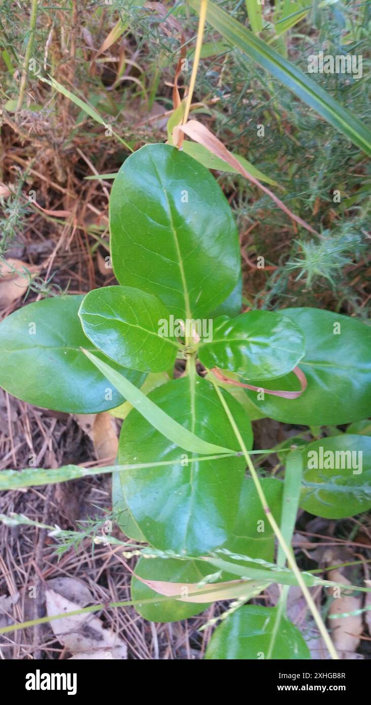 Taupata (Coprosma repens Stock Photo - Alamy