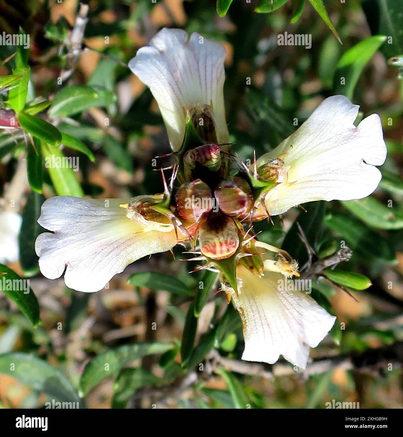 Cape Lashes (Blepharis capensis Stock Photo - Alamy