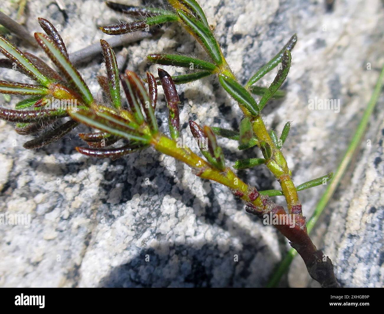 Cyclopia hi-res stock photography and images - Alamy
