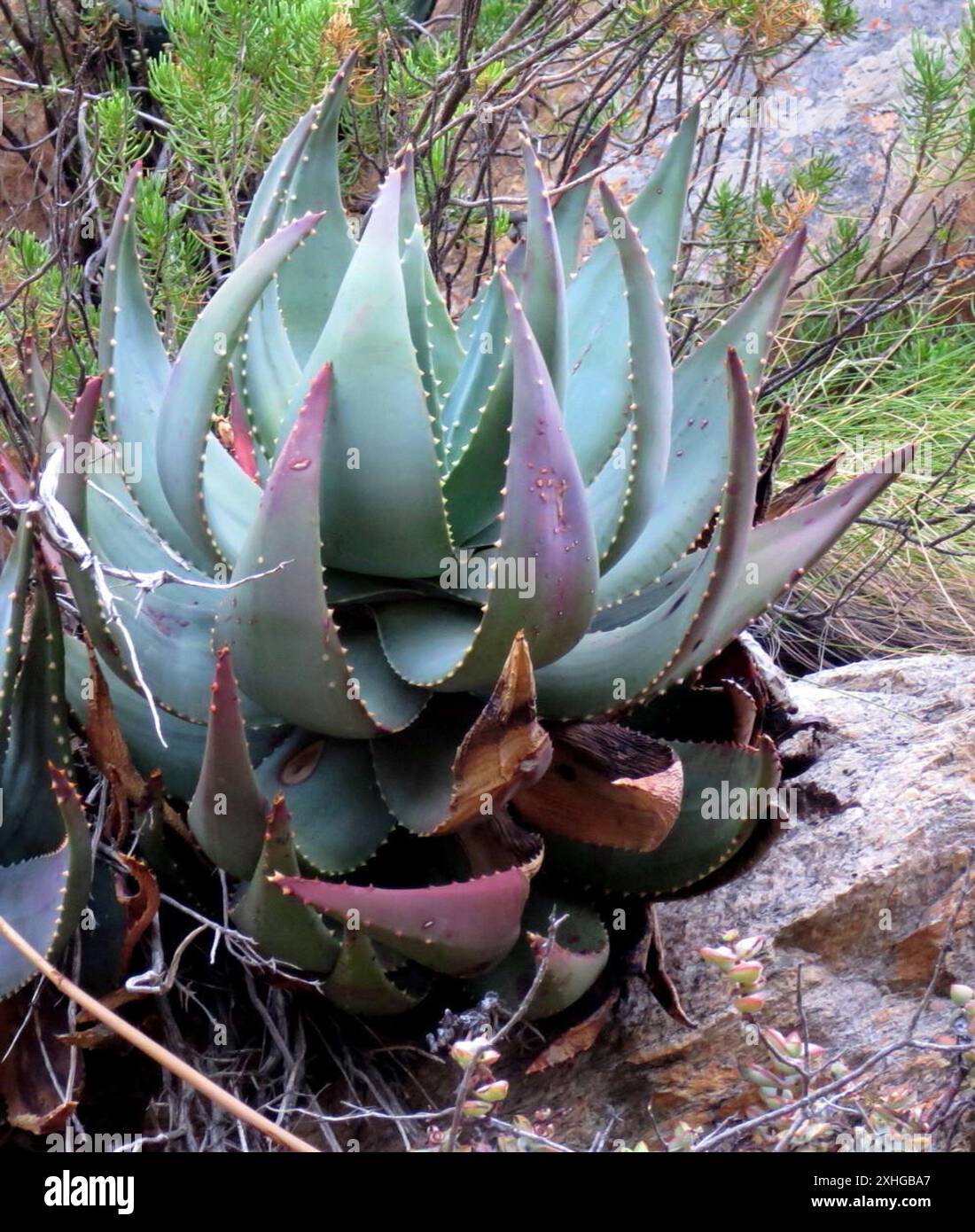 Mitre Aloe Complex (Aloe perfoliata Stock Photo - Alamy