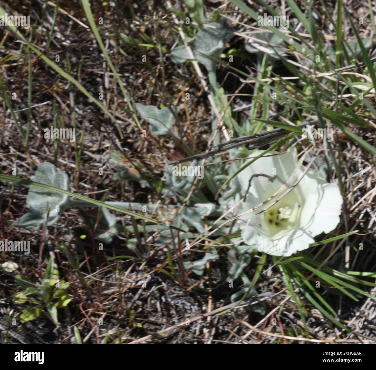 Coast Range false bindweed (Calystegia collina Stock Photo - Alamy