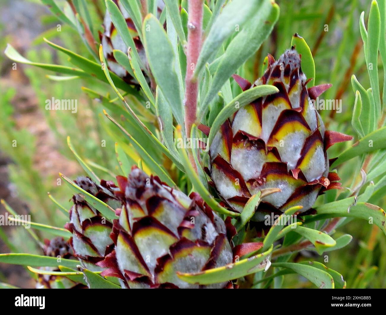 Leucadendron rubrum hi-res stock photography and images - Alamy