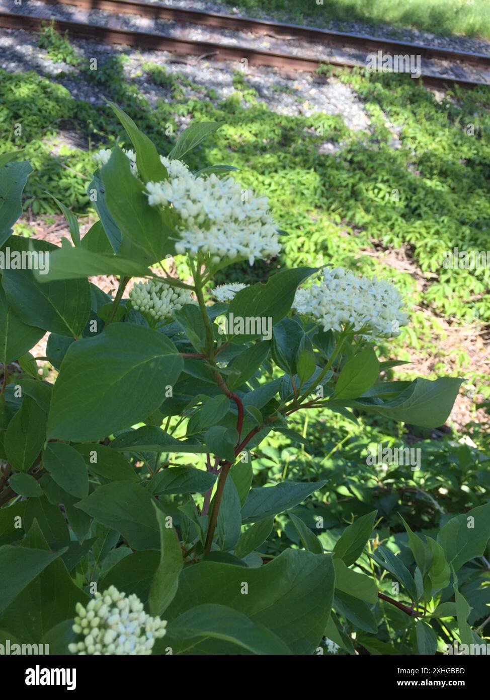 Round-leaved Dogwood (Cornus rugosa Stock Photo - Alamy