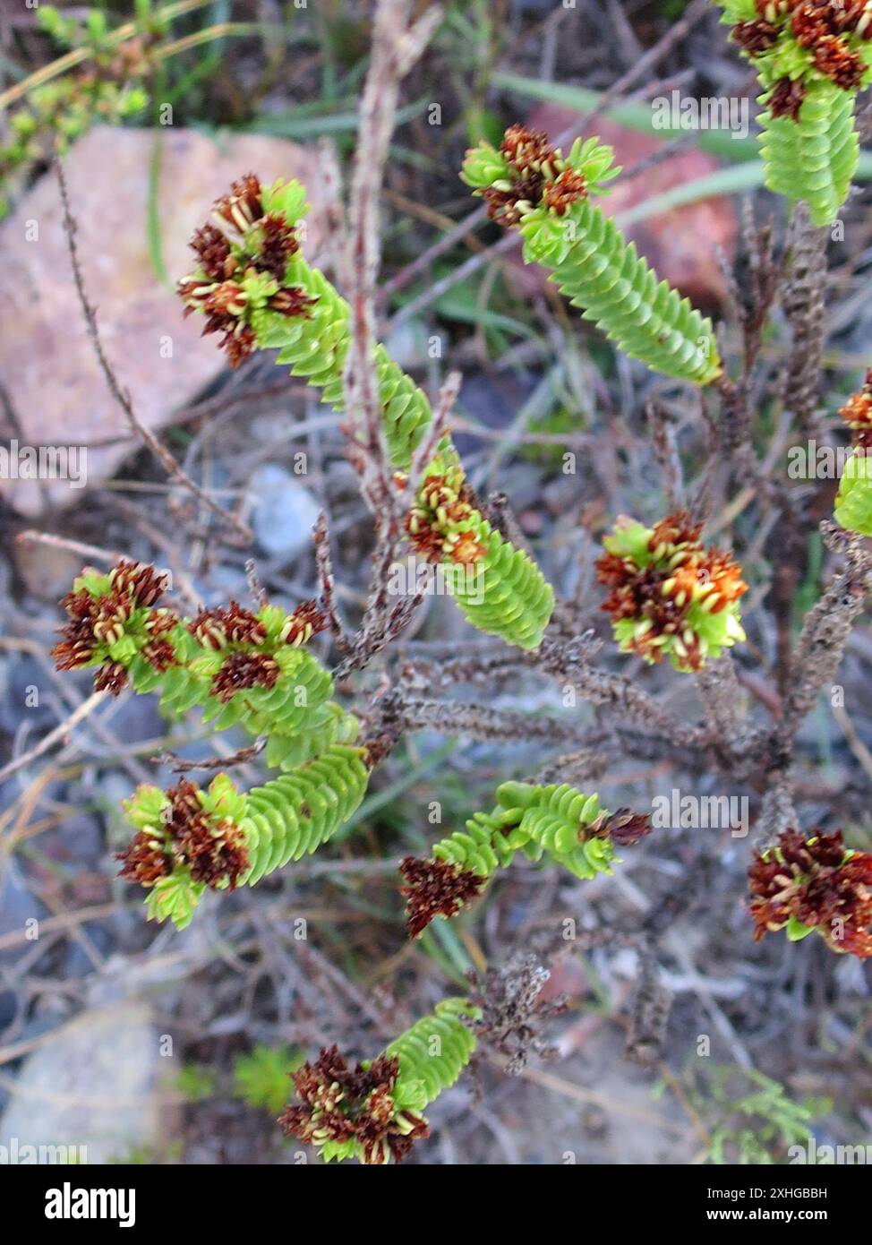 (Crassula ericoides ericoides Stock Photo - Alamy