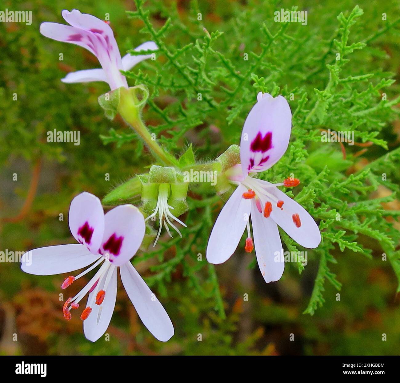 Toothy Storksbill (Pelargonium denticulatum Stock Photo - Alamy