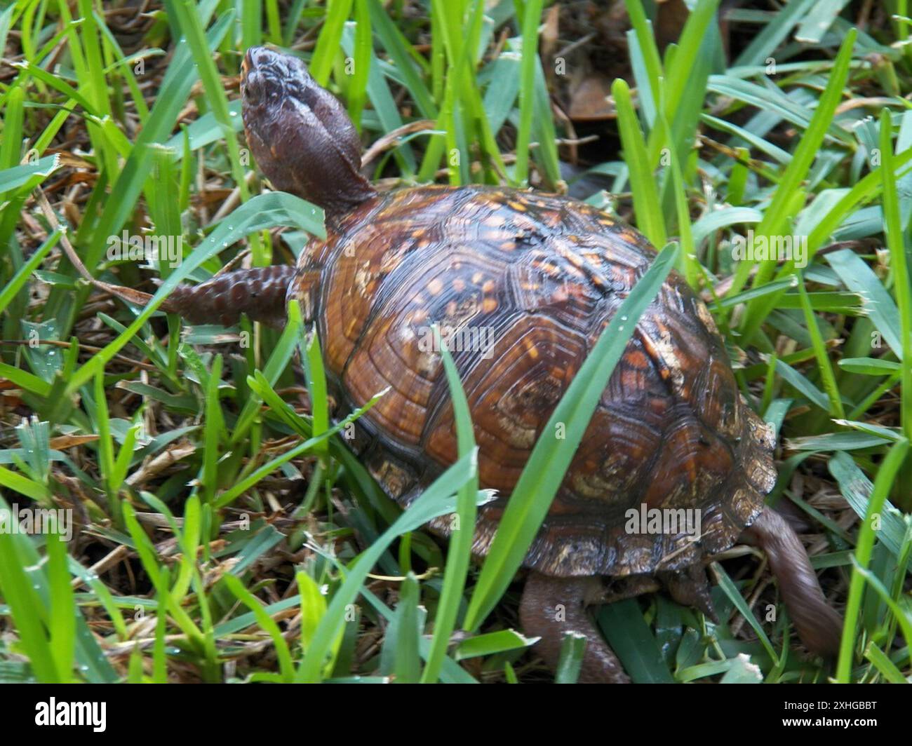 Three-toed Box Turtle (Terrapene carolina triunguis Stock Photo - Alamy