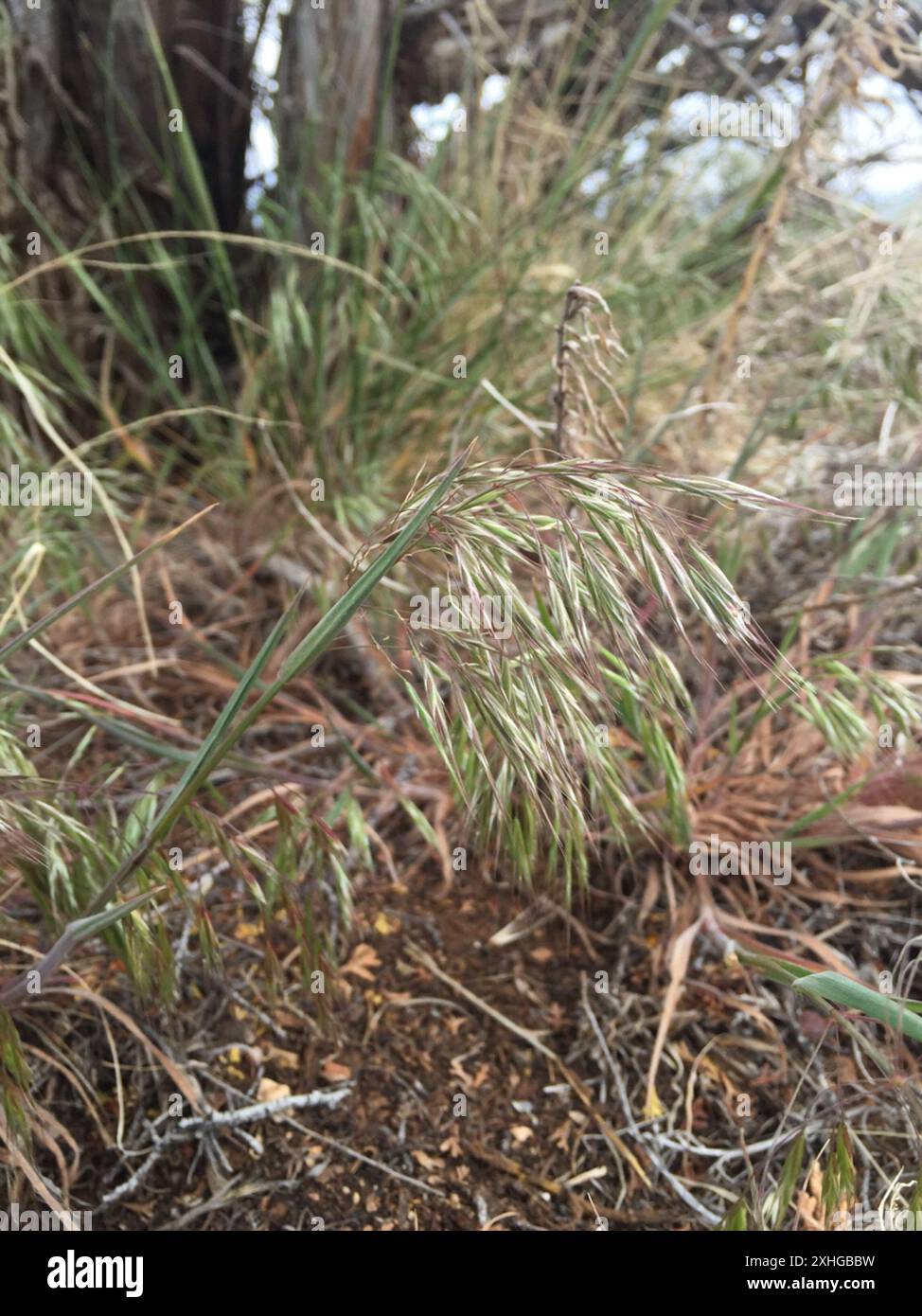 Cheatgrass hi-res stock photography and images - Alamy