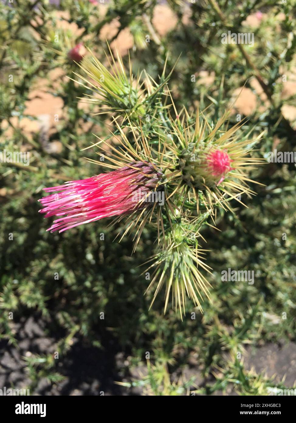 Arizona thistle (Cirsium arizonicum Stock Photo - Alamy
