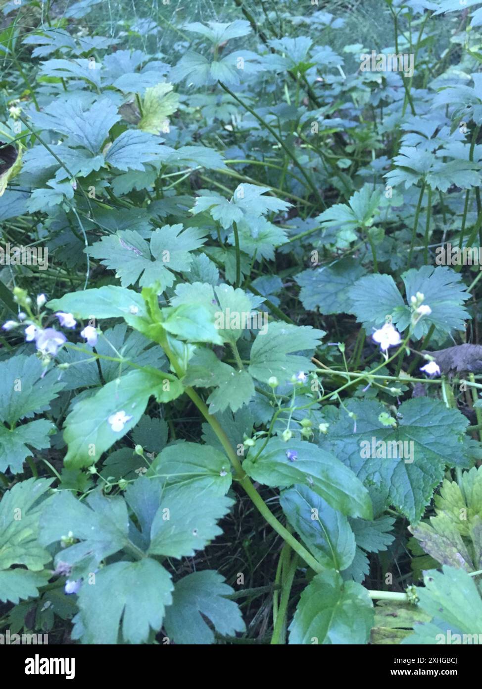 American brooklime hi-res stock photography and images - Alamy