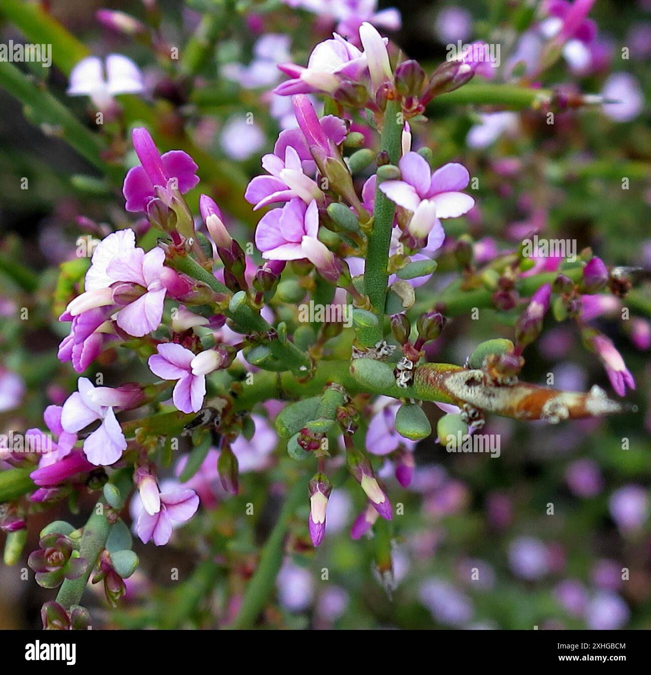 tortoise berry (Muraltia spinosa Stock Photo - Alamy