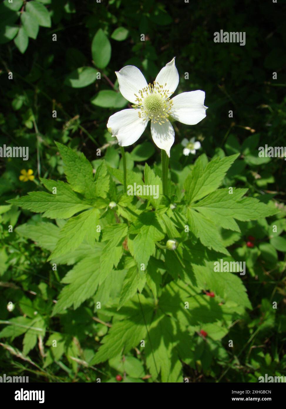 tall thimbleweed (Anemone virginiana Stock Photo - Alamy