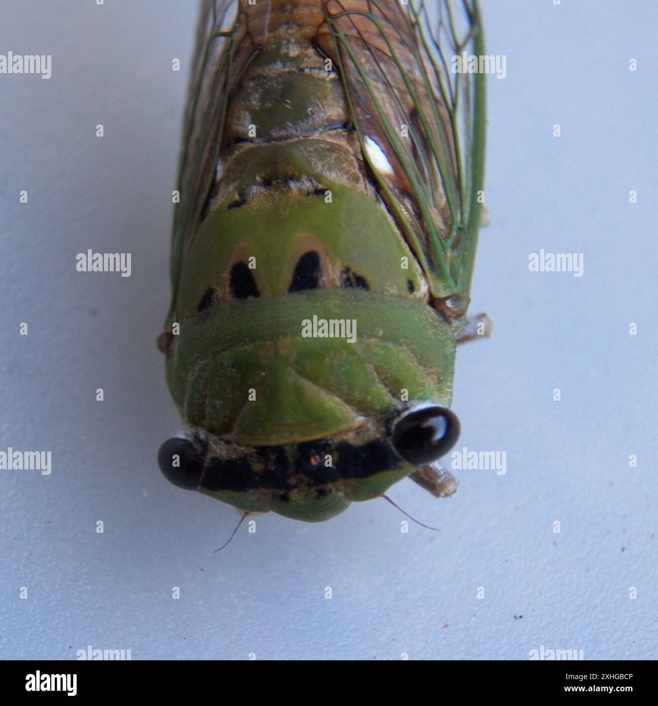 Superb Dog-day Cicada (Neotibicen superbus Stock Photo - Alamy