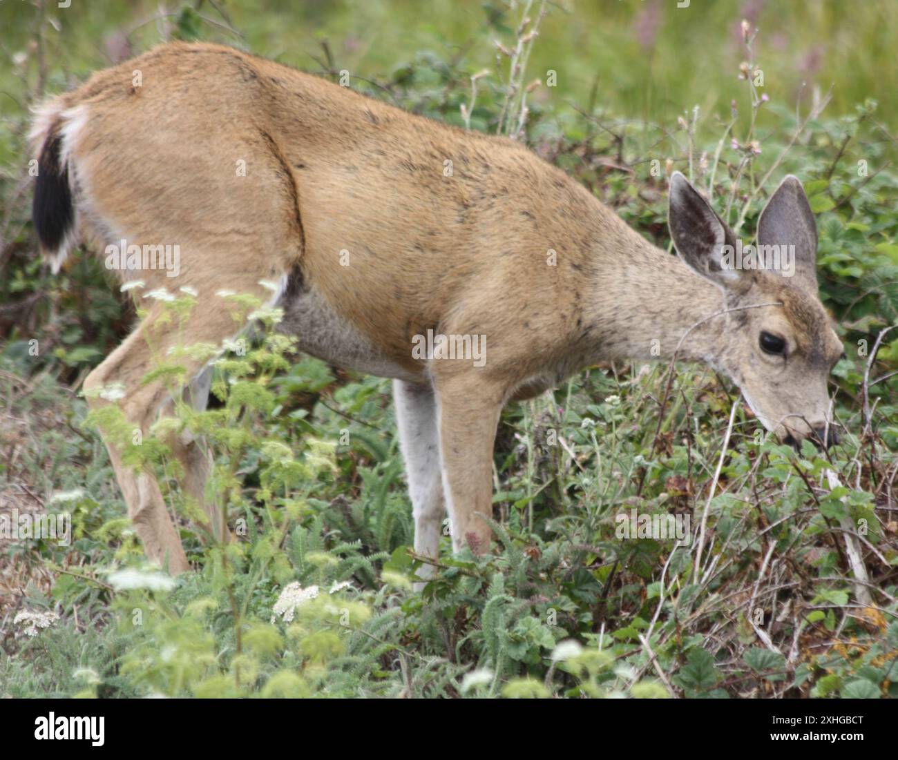 Columbian Black-tailed Deer (Odocoileus hemionus columbianus Stock ...