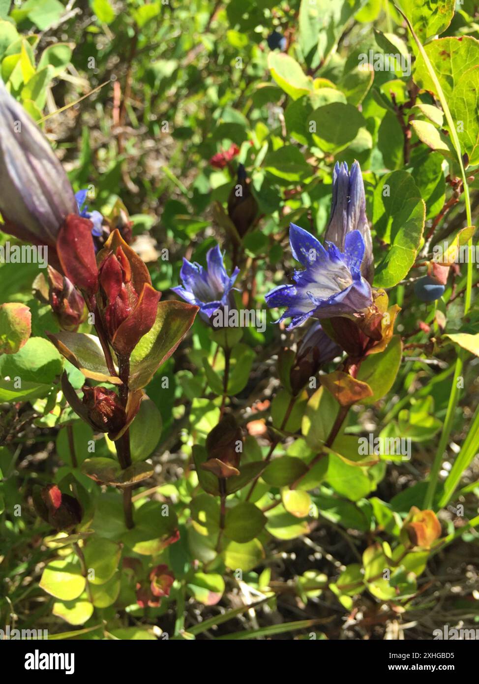 Mountain Bog Gentian (Gentiana calycosa Stock Photo - Alamy