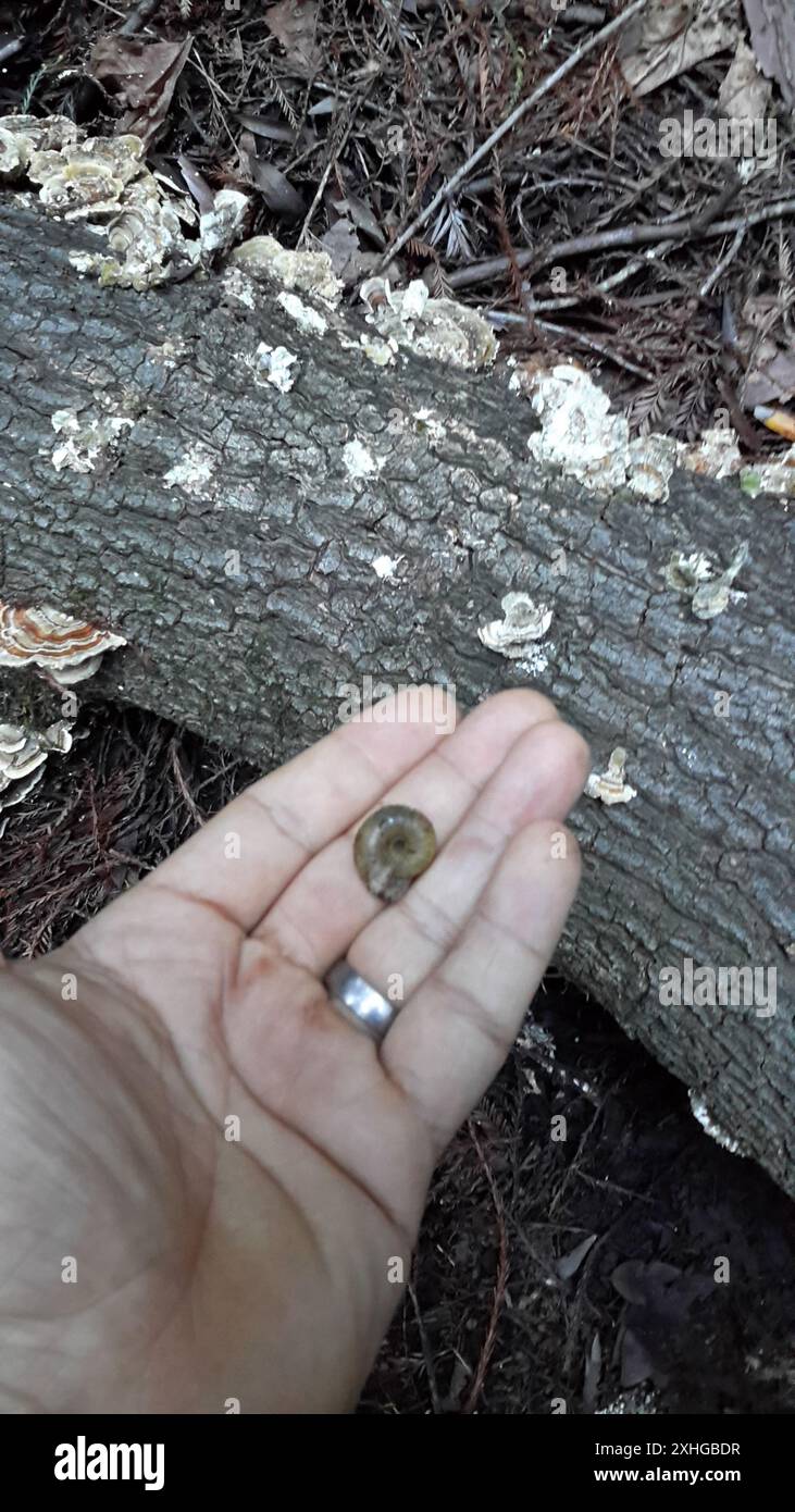California Lancetooth Snail (Haplotrema minimum Stock Photo - Alamy