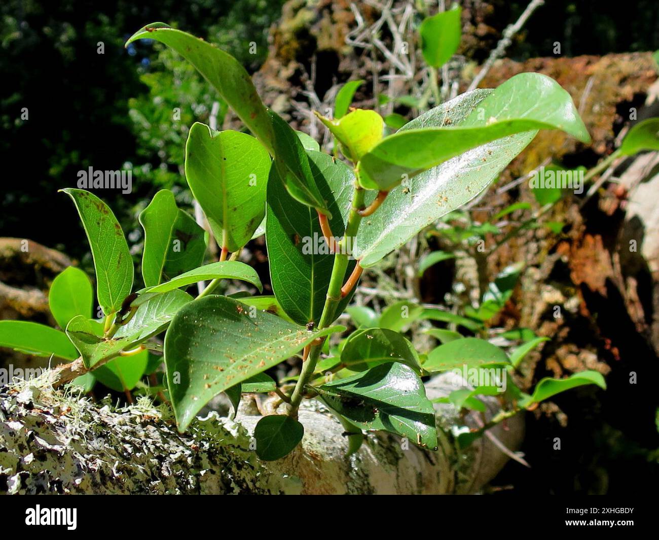 Apodytes dimidiata hi-res stock photography and images - Alamy