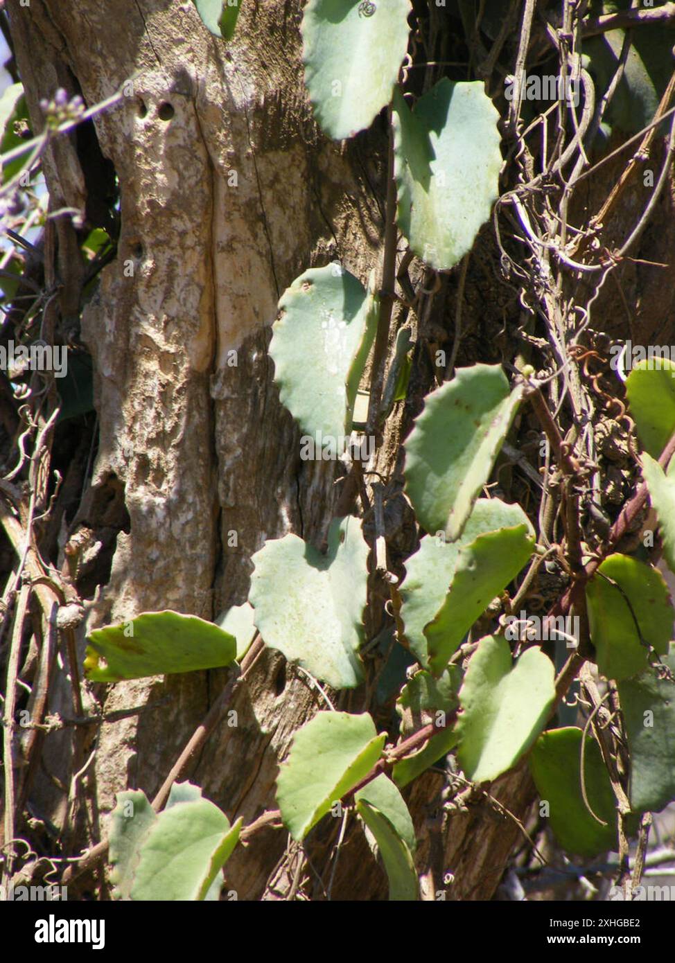 Cissus rotundifolia hi-res stock photography and images - Alamy
