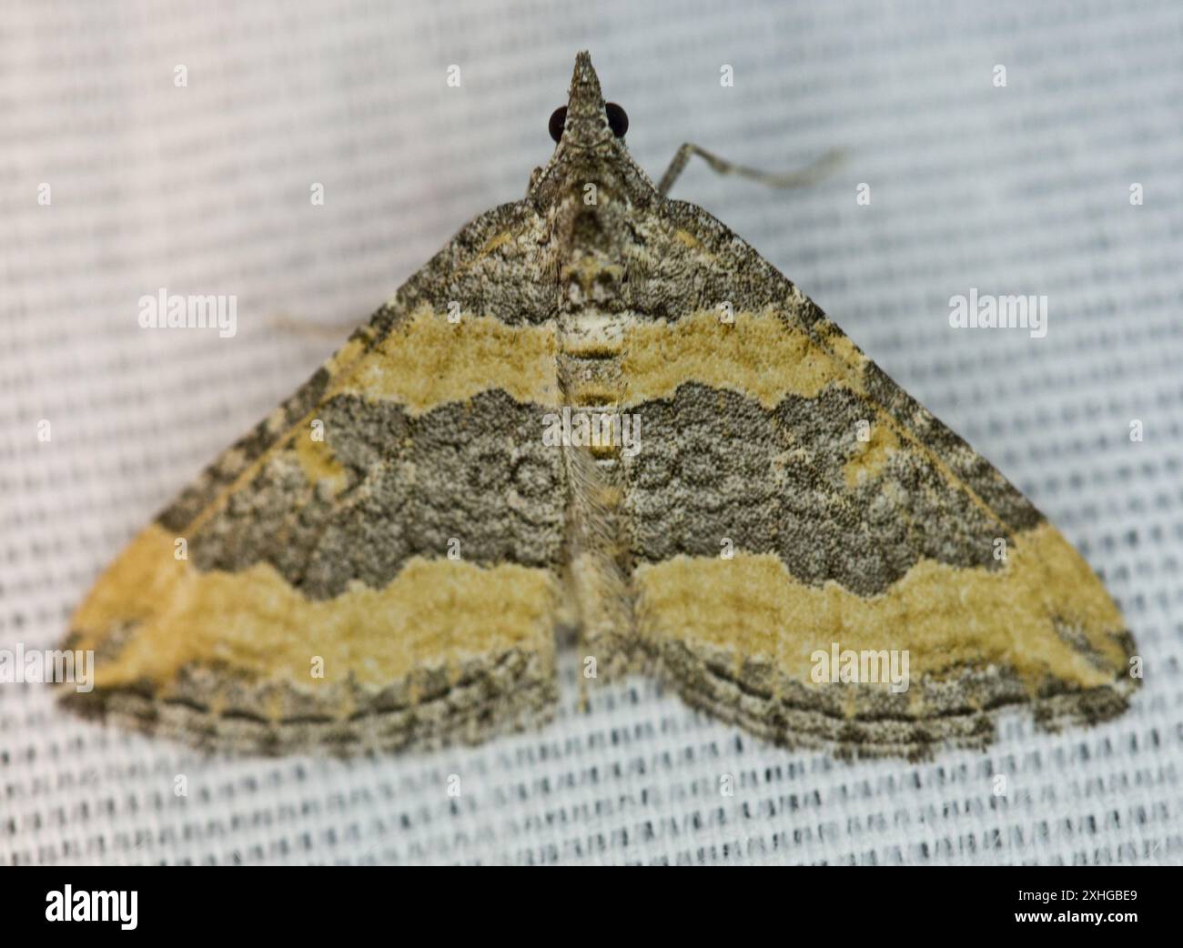 Carpet Moths (Larentiinae Stock Photo - Alamy