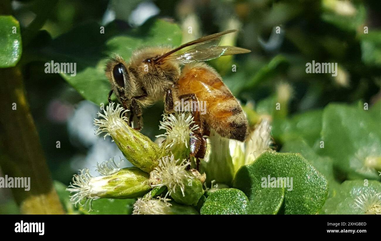 Western Honey Bee (Apis mellifera Stock Photo - Alamy