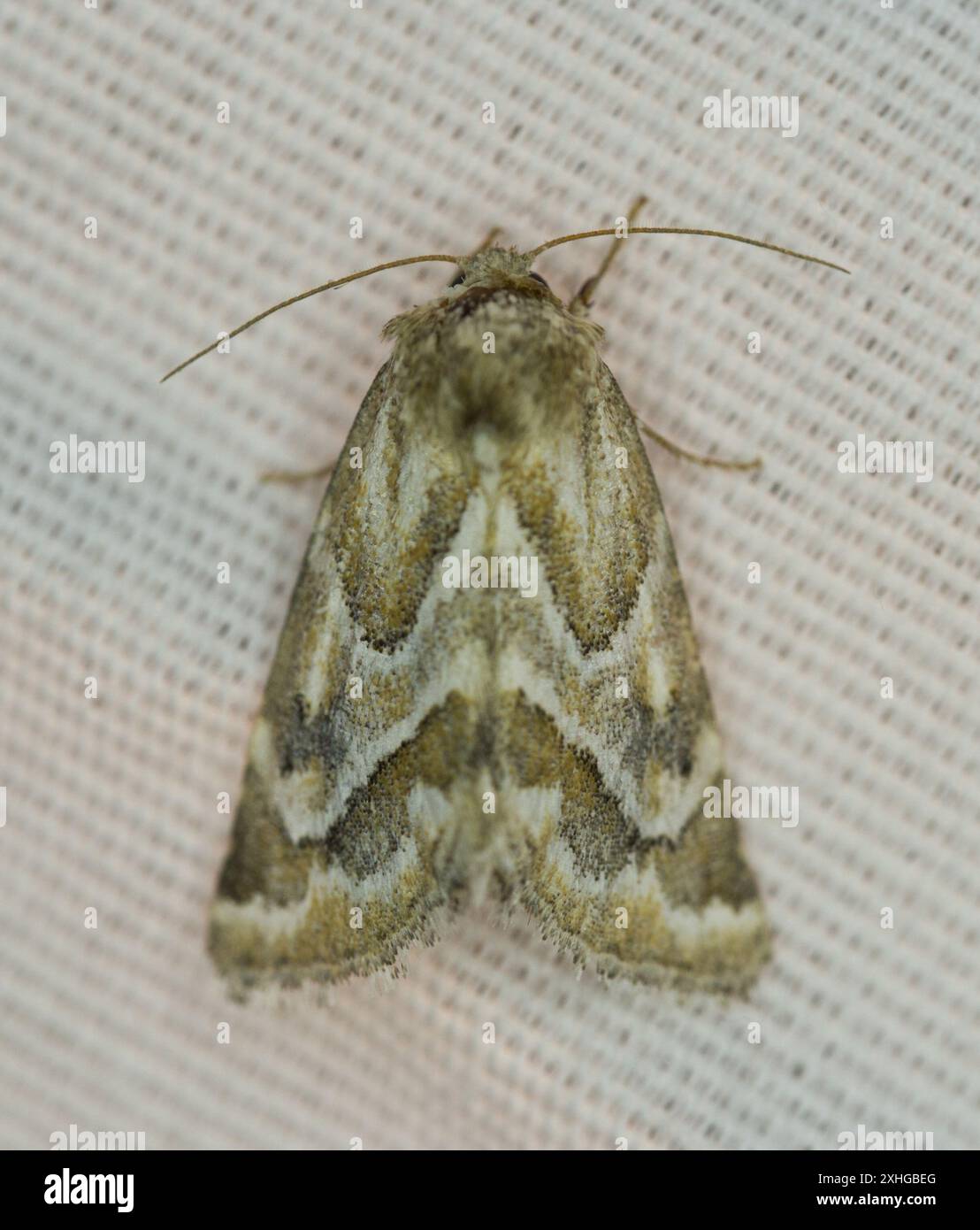 Acute-lined Flower Moth (Schinia acutilinea Stock Photo - Alamy