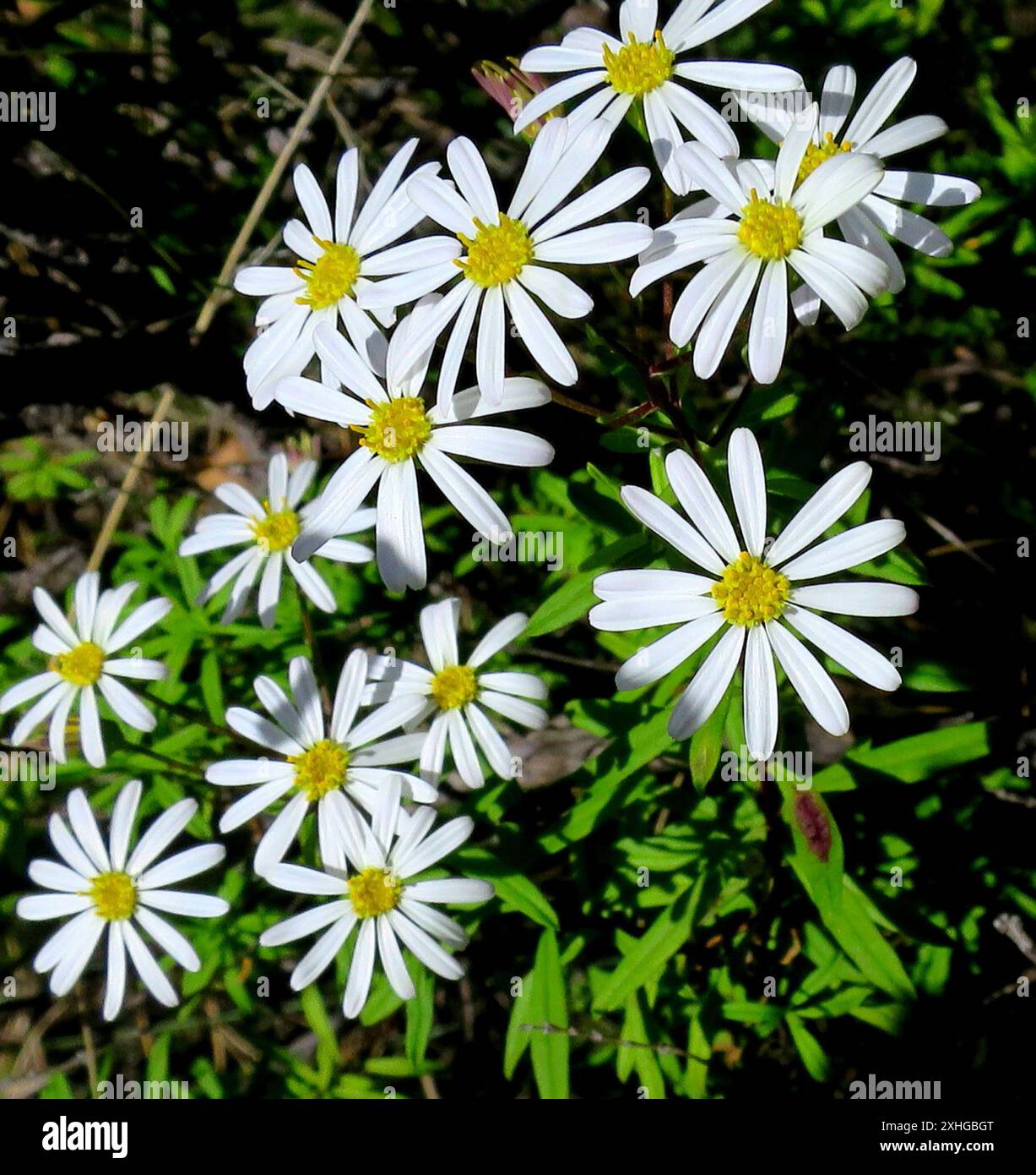 Multihead Felicia (Felicia douglasii Stock Photo - Alamy