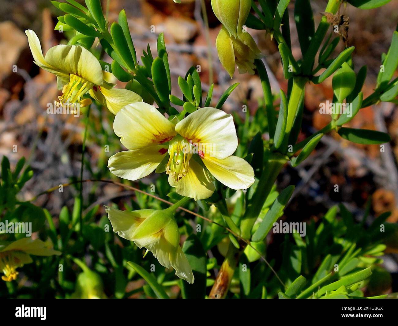 Smooth Twinleaf (Roepera fulva Stock Photo - Alamy