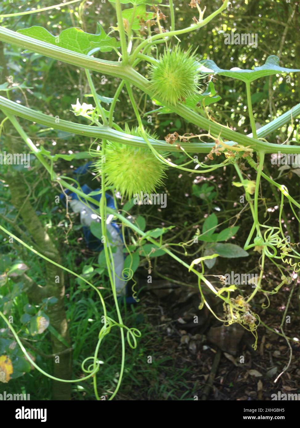 California manroot (Marah fabacea Stock Photo - Alamy