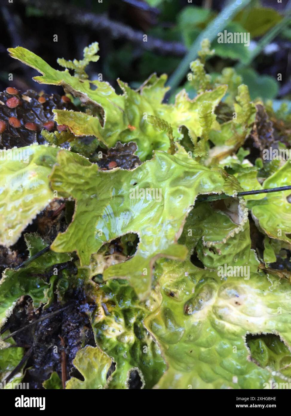Tree Lungwort (Lobaria pulmonaria Stock Photo - Alamy