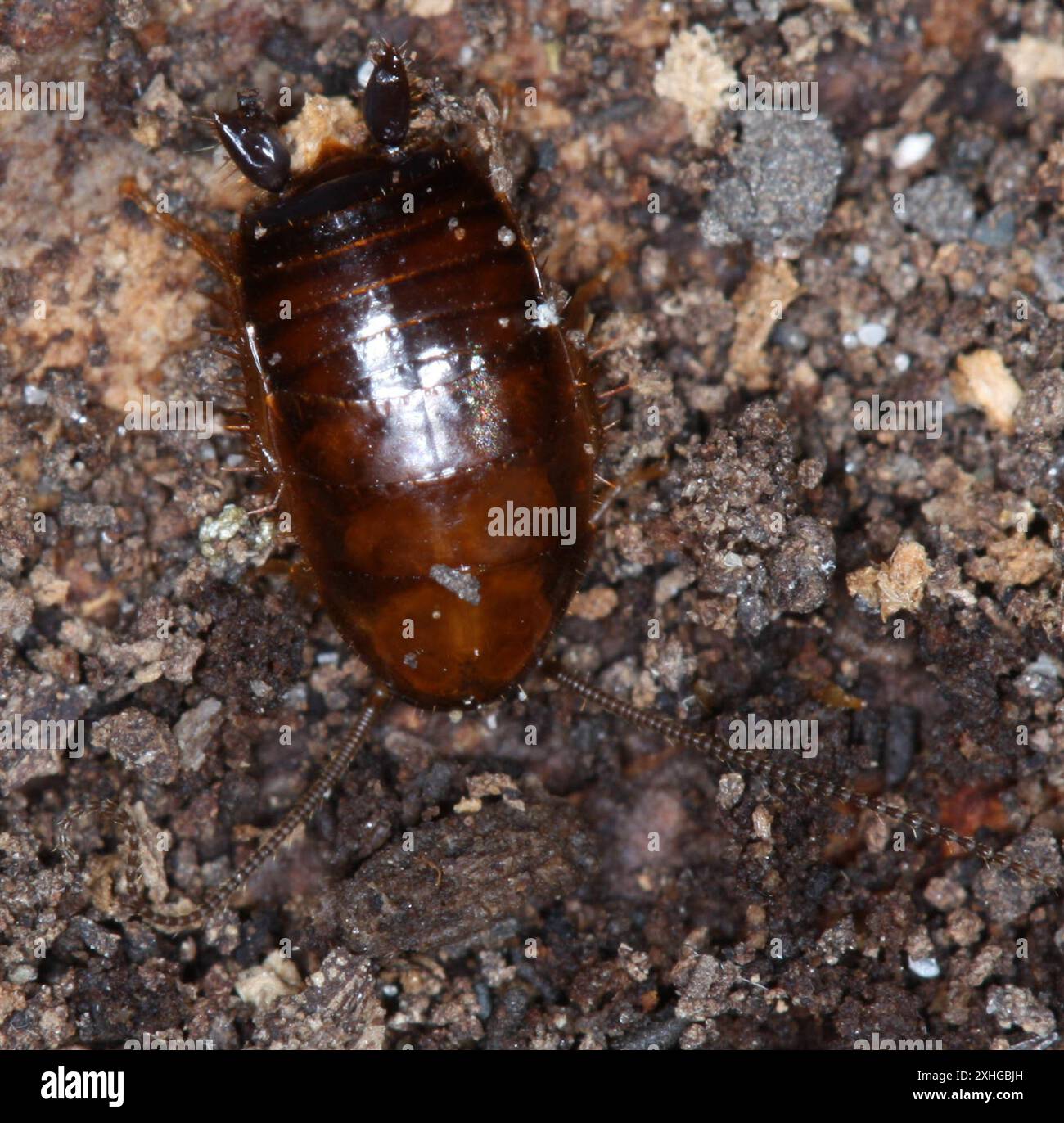 Cockroaches and Termites (Blattodea Stock Photo - Alamy