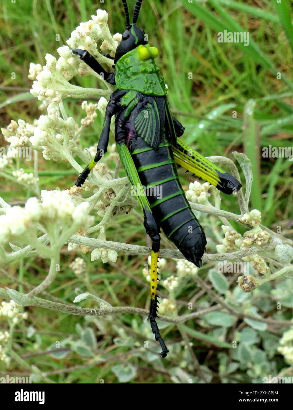 Common Leprous Milkweed Locust (Phymateus leprosus leprosus Stock Photo ...