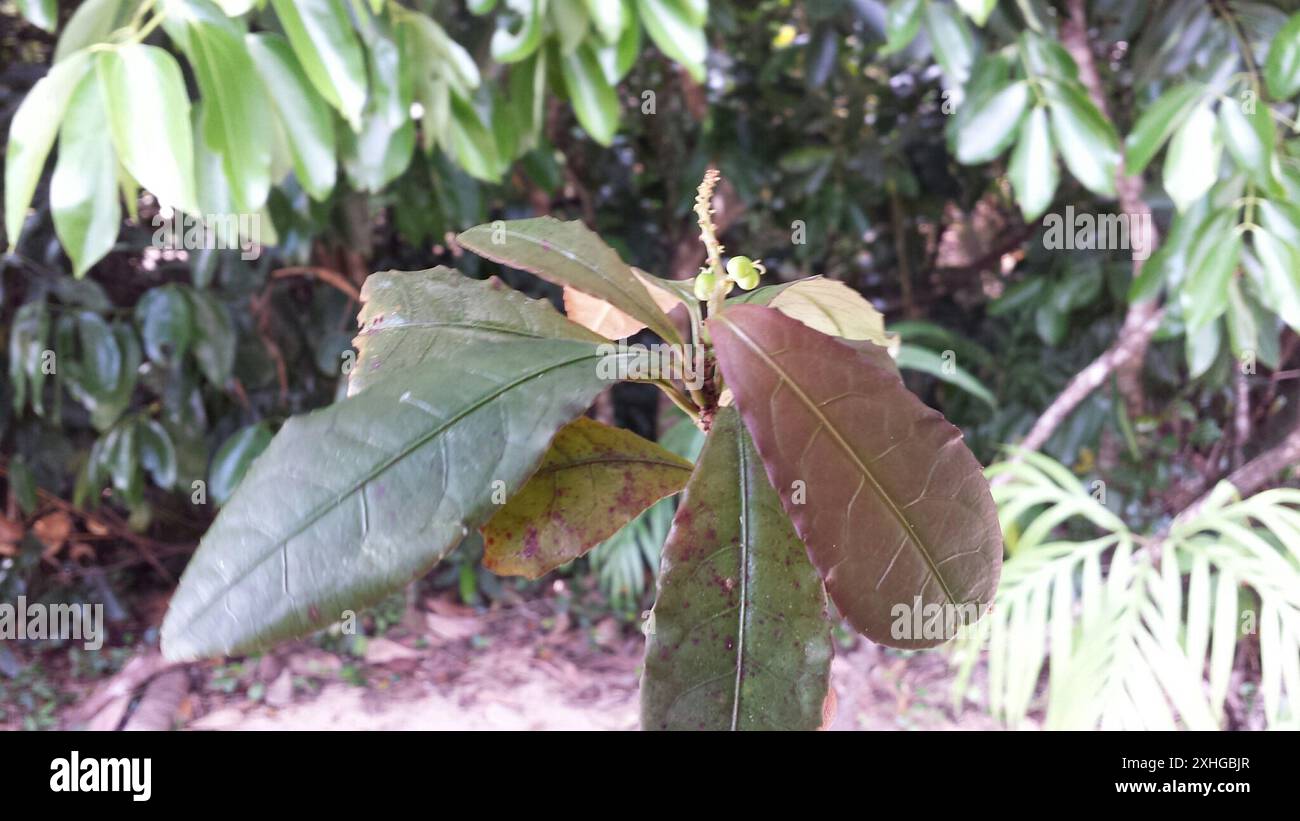 Excoecaria hi-res stock photography and images - Alamy