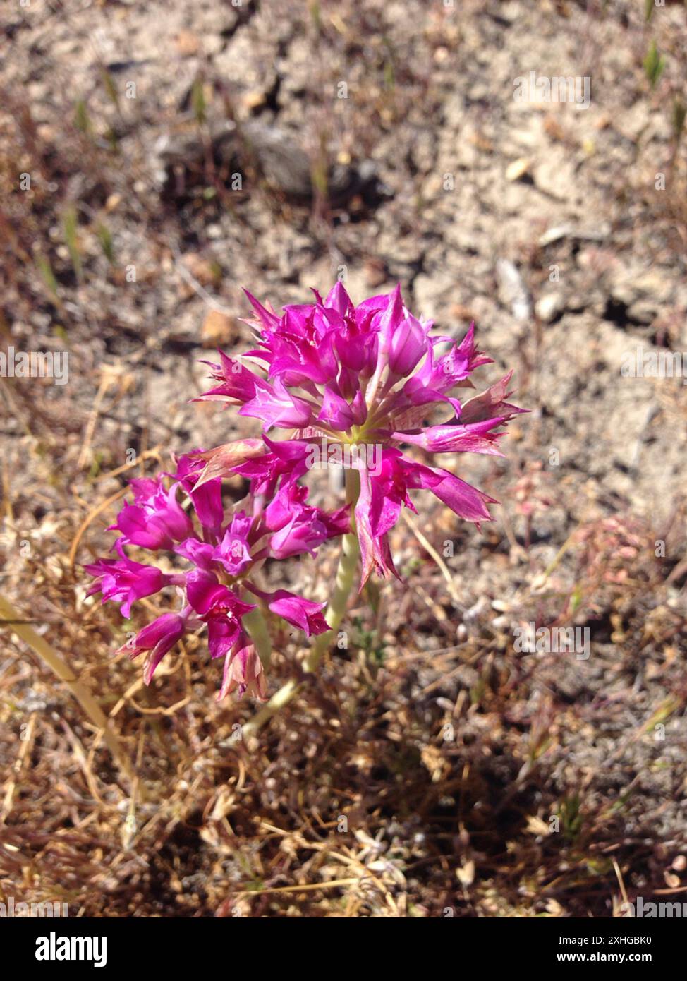 crinkled onion (Allium crispum Stock Photo - Alamy