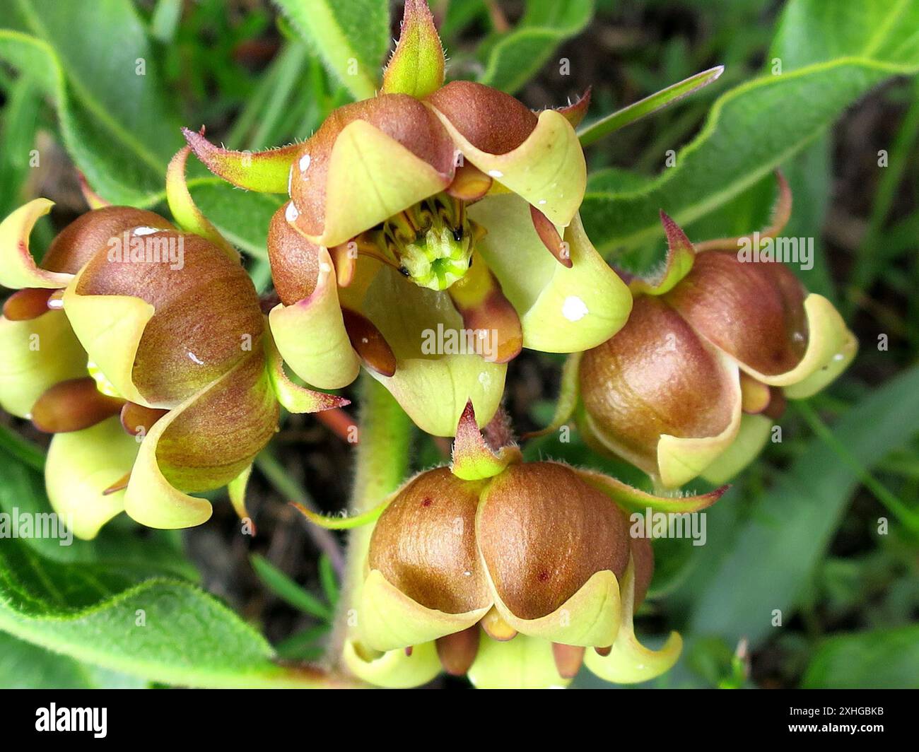 Dealbatus hi-res stock photography and images - Alamy