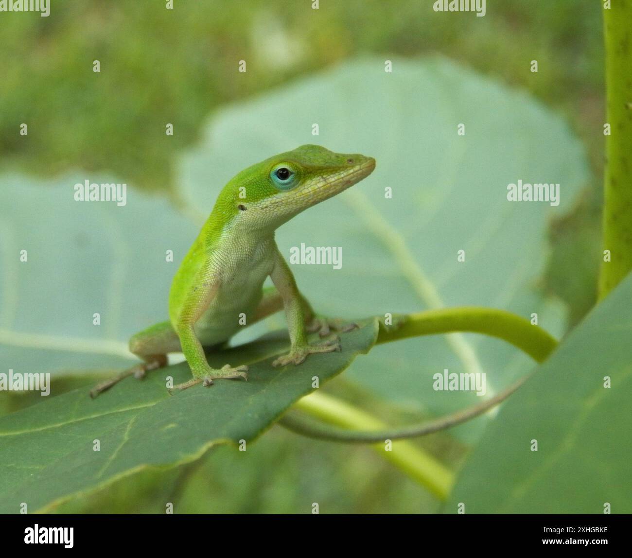 Green Anole (Anolis carolinensis Stock Photo - Alamy