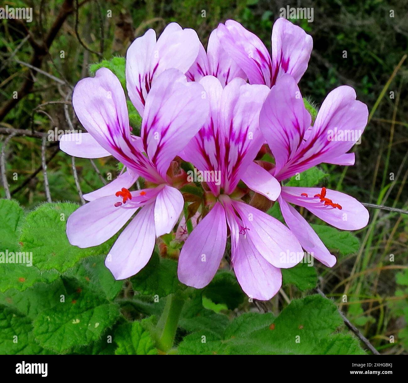 Oak leaved geranium hi-res stock photography and images - Alamy