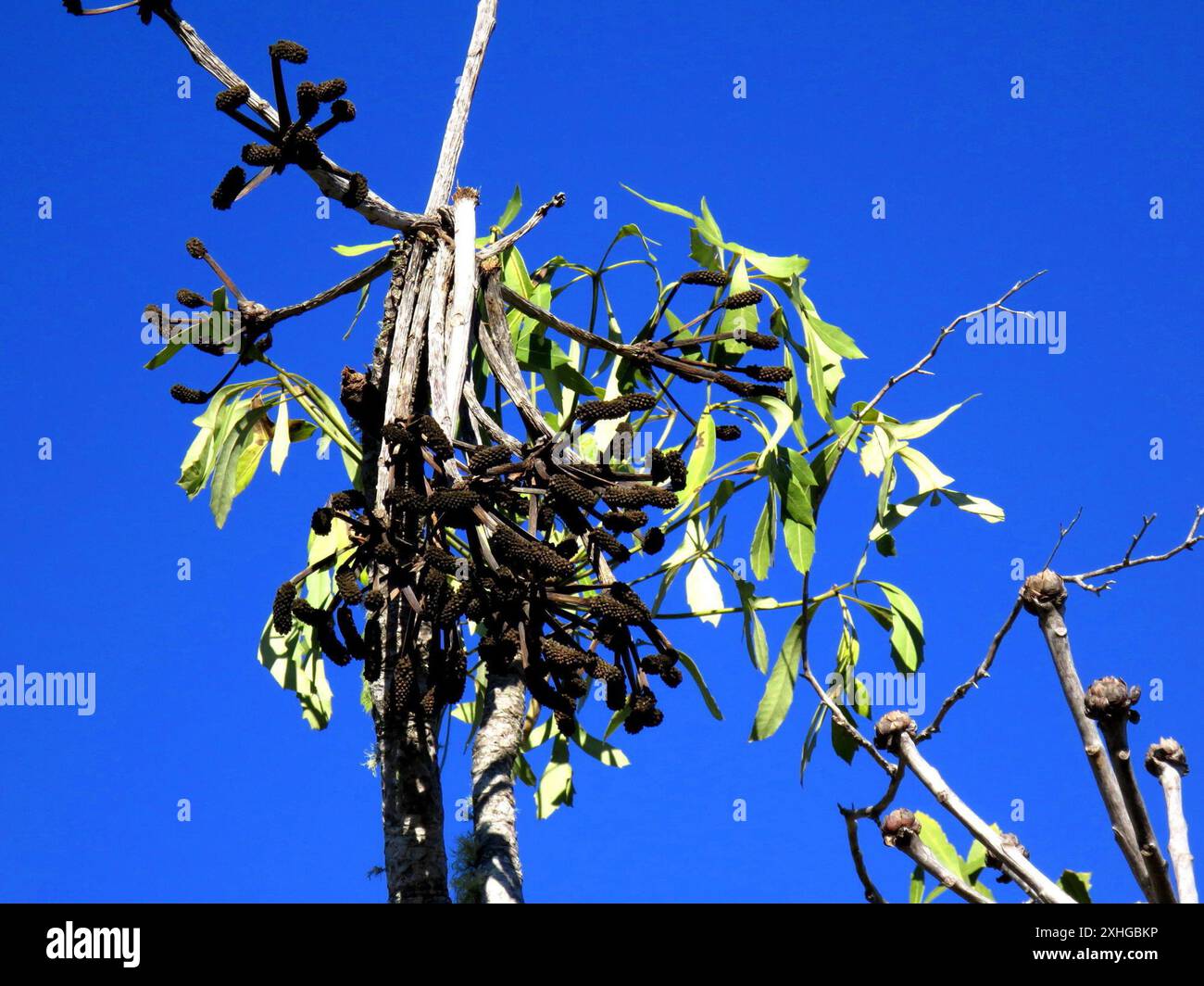Cabbage tree (Cussonia spicata Stock Photo - Alamy